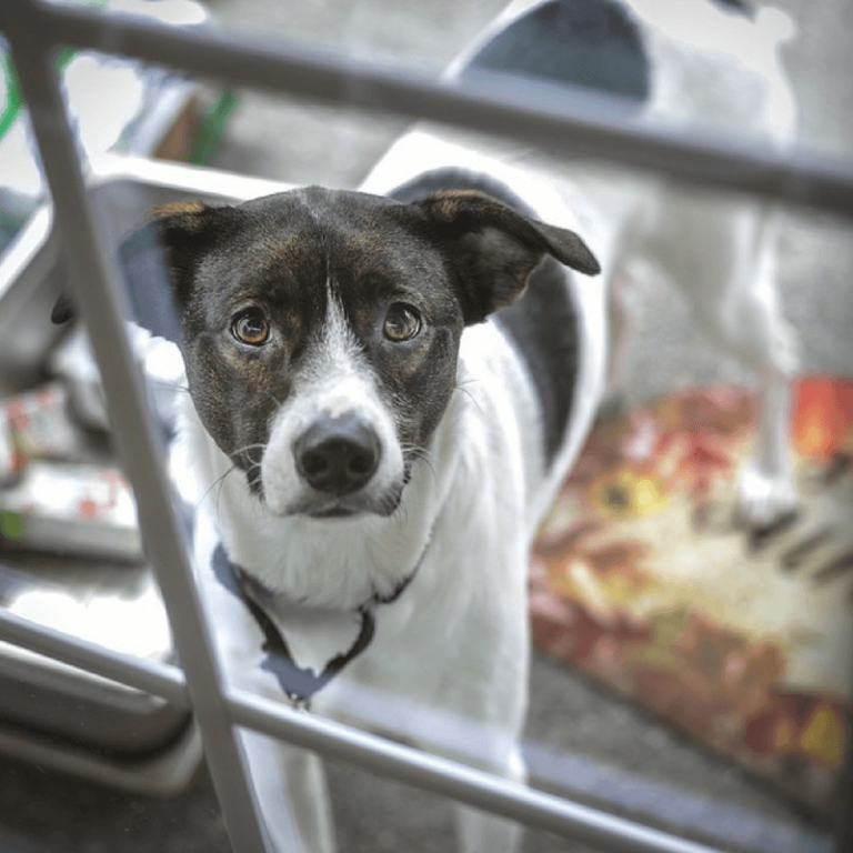 5 Types of Fur Parents - Sparkle Ellie