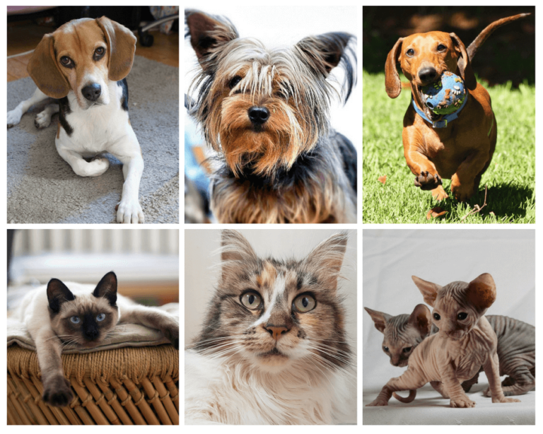 5 Types of Fur Parents - Sparkle Ellie