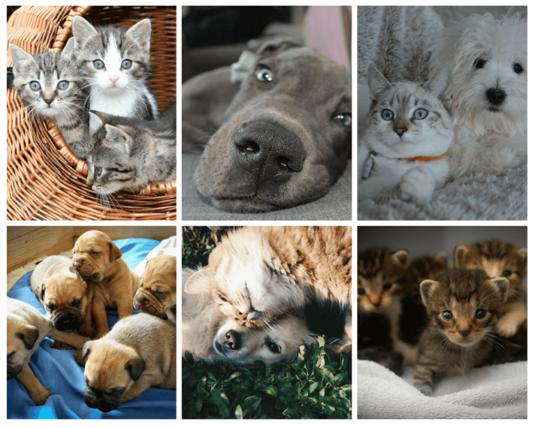 5 Types of Fur Parents - Sparkle Ellie