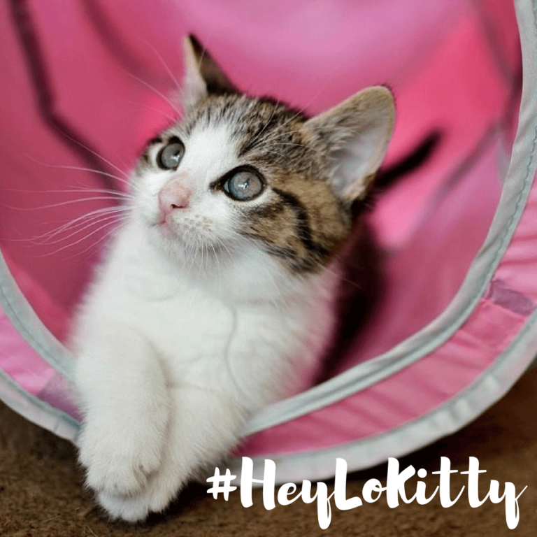 How To Greet & Interact With A Cat: A Concise Guide - Sparkle Ellie