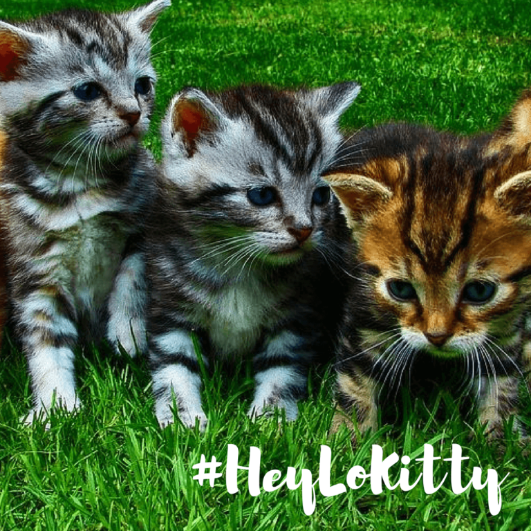 How To Greet & Interact With A Cat: A Concise Guide - Sparkle Ellie