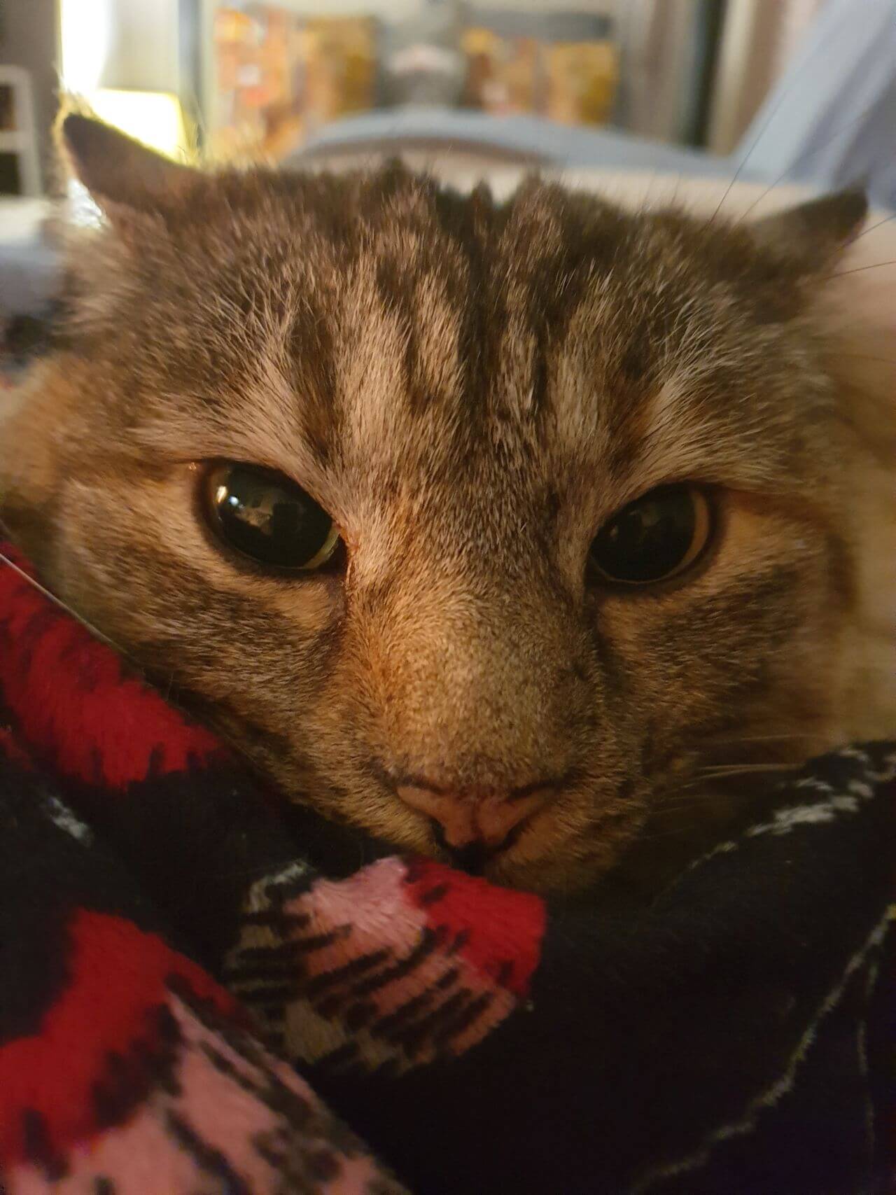 6 Tips When Moving with a Cat - Sparkle Ellie