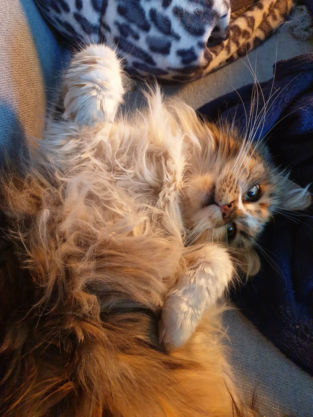 6 Tips When Moving with a Cat - Sparkle Ellie