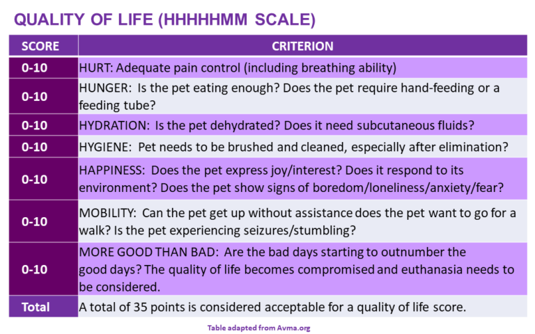 Looking After Your Senior Pets: 14 Points For You to Consider - Sparkle ...